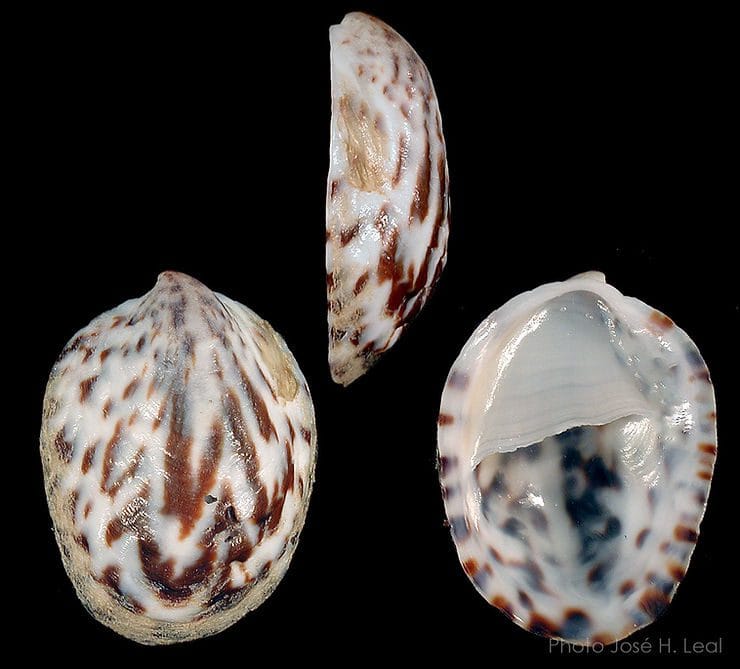 The Spotted Slipper Snail - Bailey-Matthews National Shell Museum