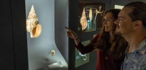 Exhibits - Bailey-Matthews National Shell Museum