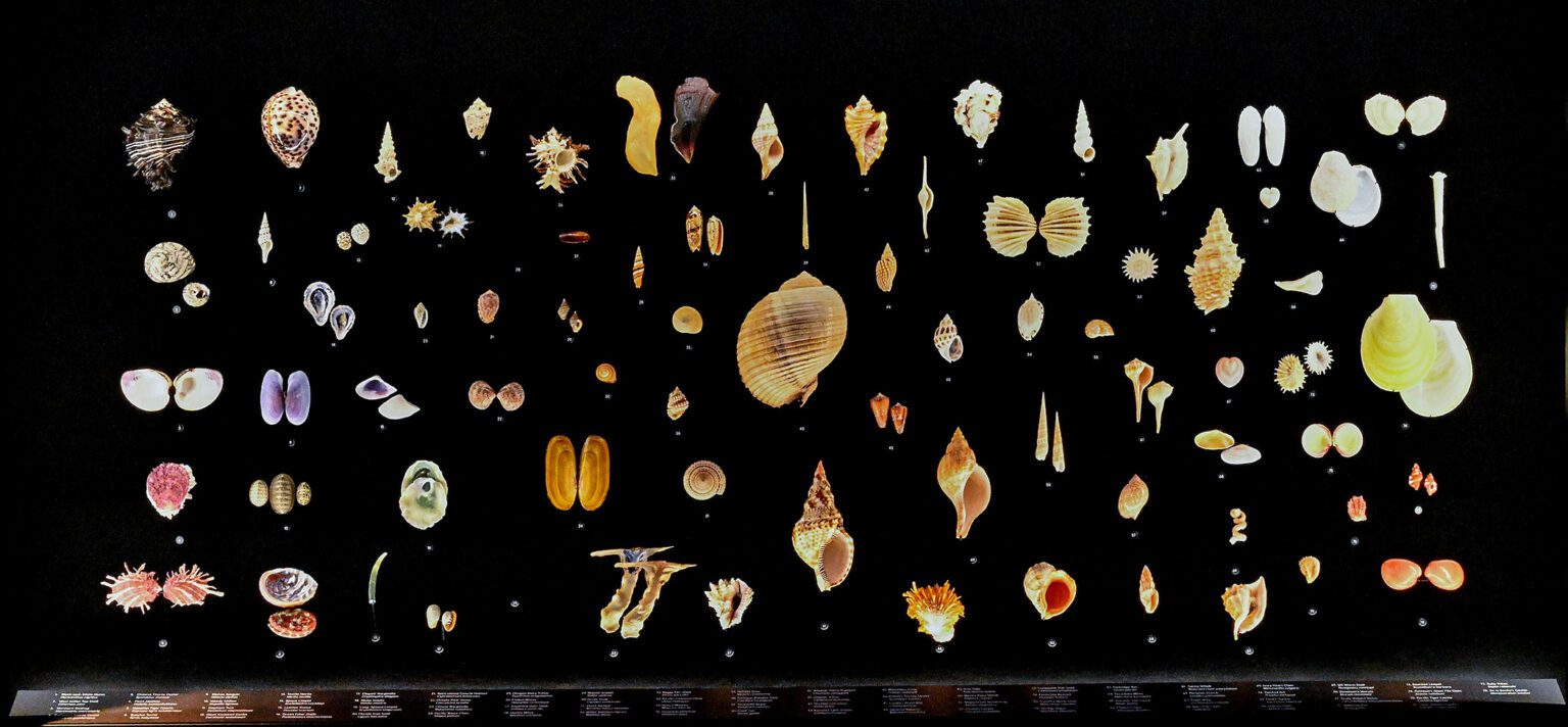 The Gills of Bivalves - Bailey-Matthews National Shell Museum