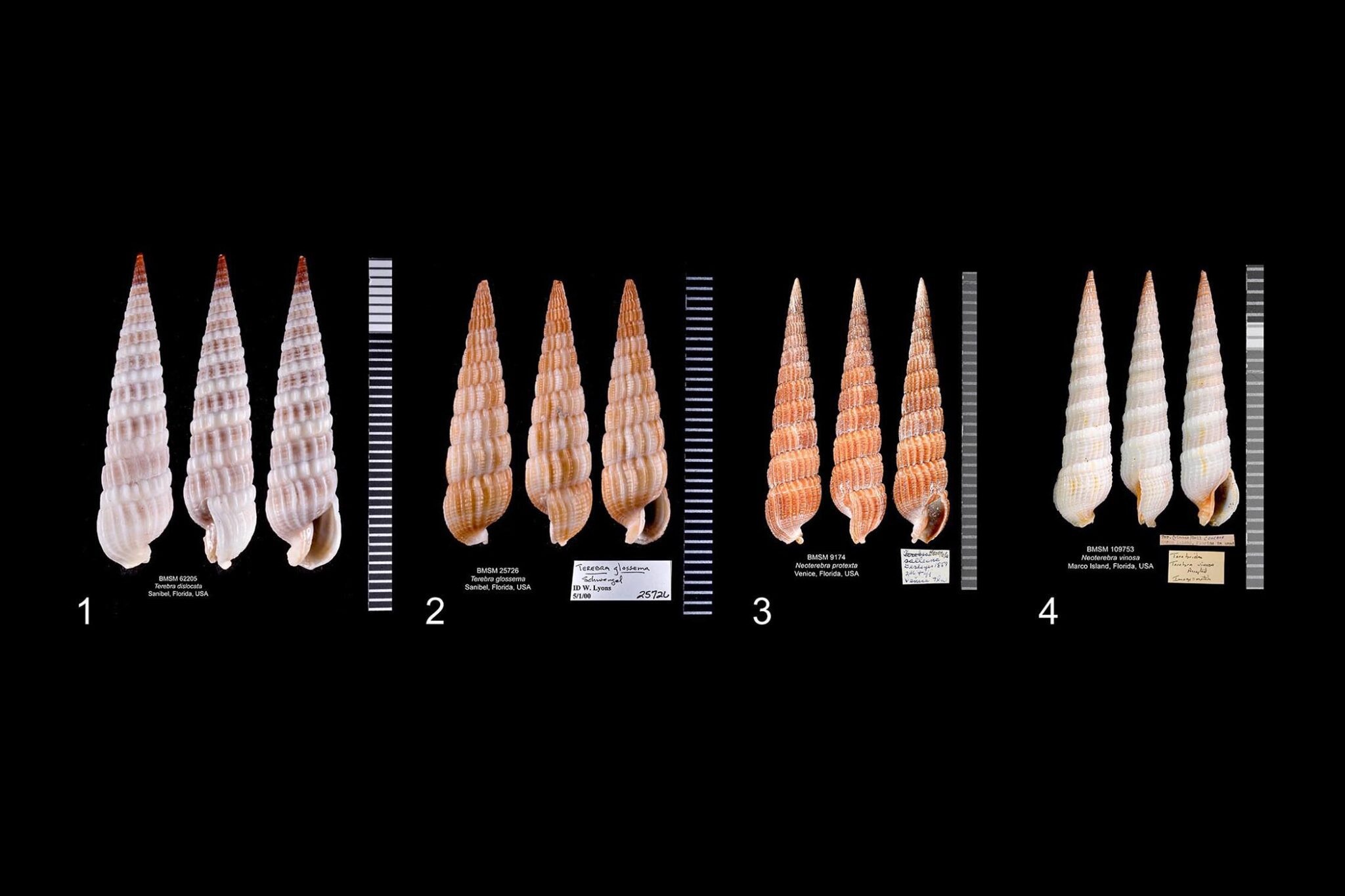 Shell of the Week: The Florida Auger - Bailey-Matthews National Shell ...