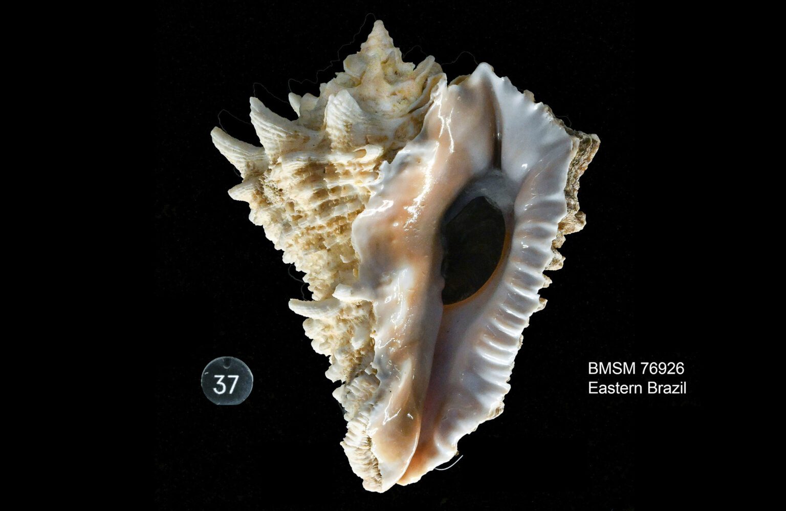 Fish or Mollusk? - Bailey-Matthews National Shell Museum