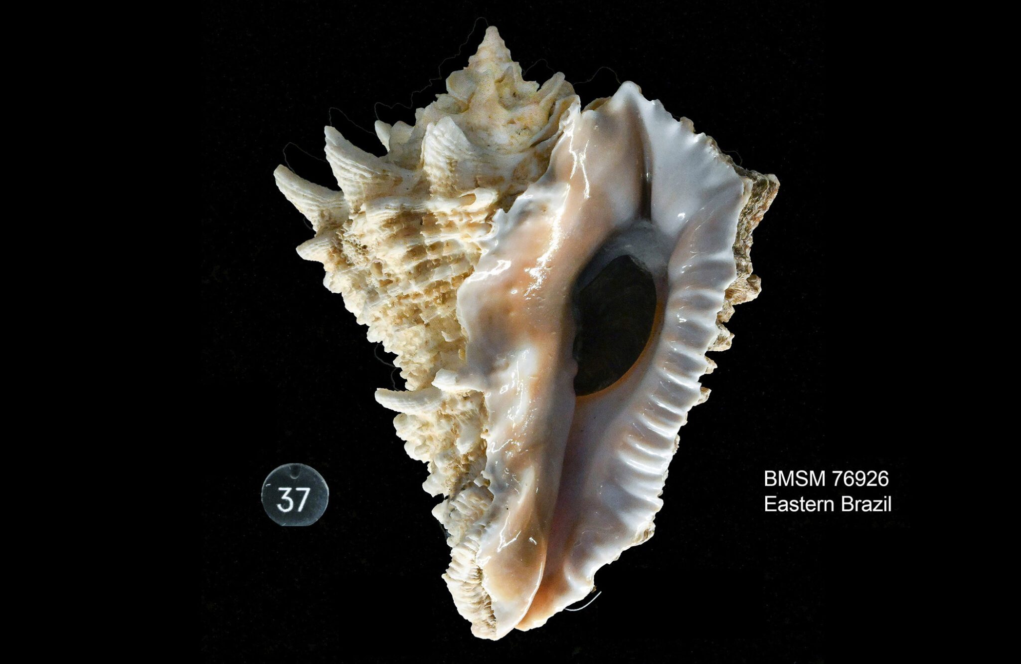 Fish or Mollusk? - Bailey-Matthews National Shell Museum