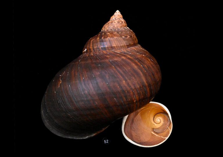 Curator's Corner - Bailey-Matthews National Shell Museum