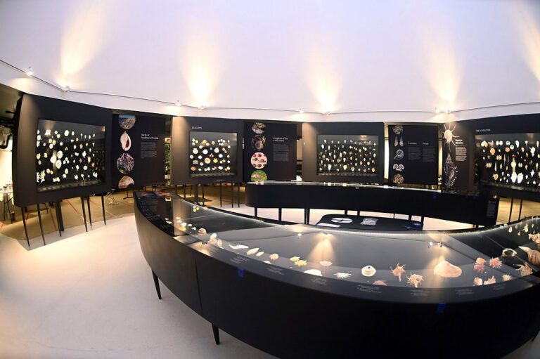 Curator's Corner - Bailey-Matthews National Shell Museum