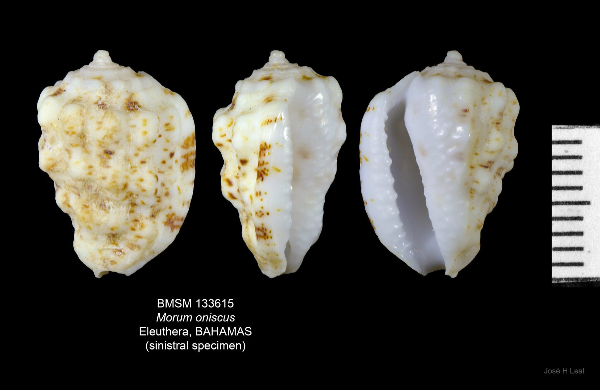 Mighty, the Horse Conch - Bailey-Matthews National Shell Museum